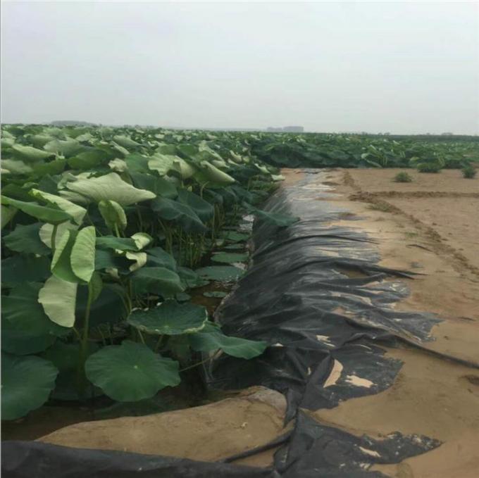 Aquaculture 1.5mm Geomembrane Fabric Hdpe Dam Liners Seepage Control